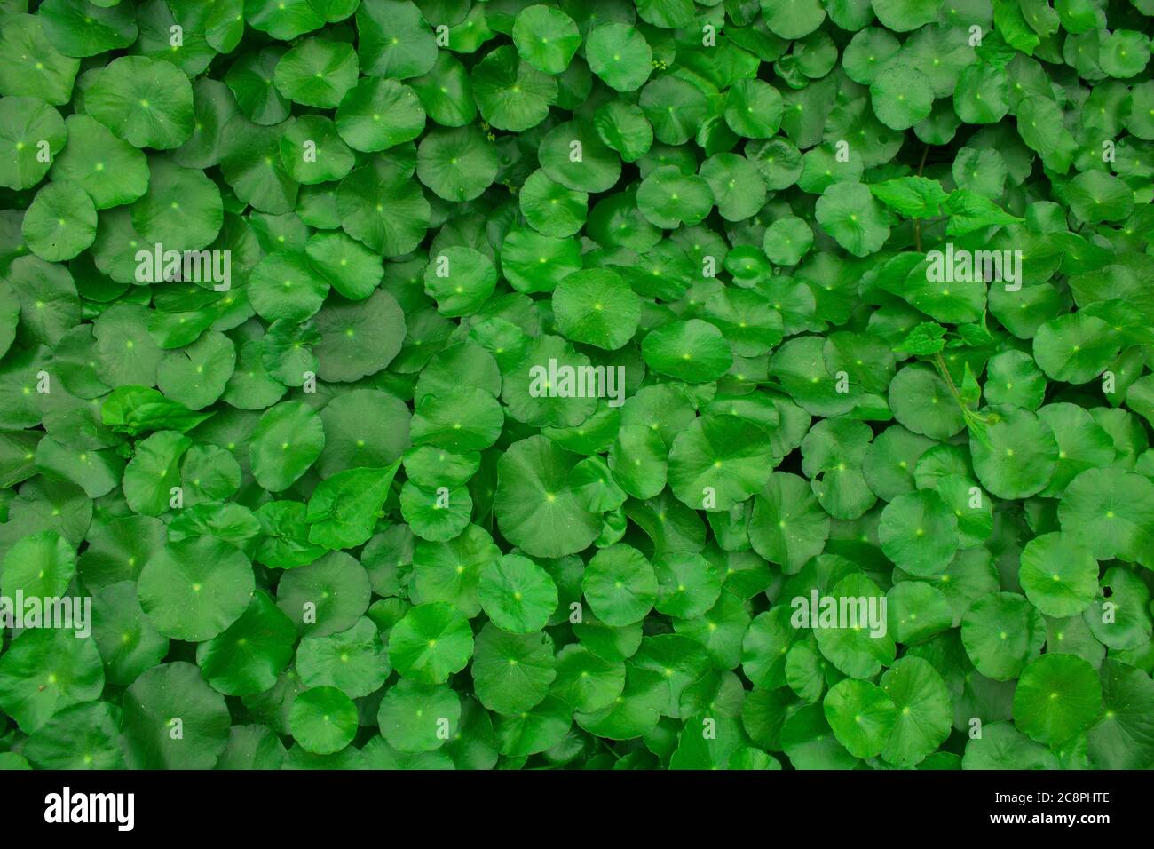 Green pad hi-res stock photography and images - Alamy