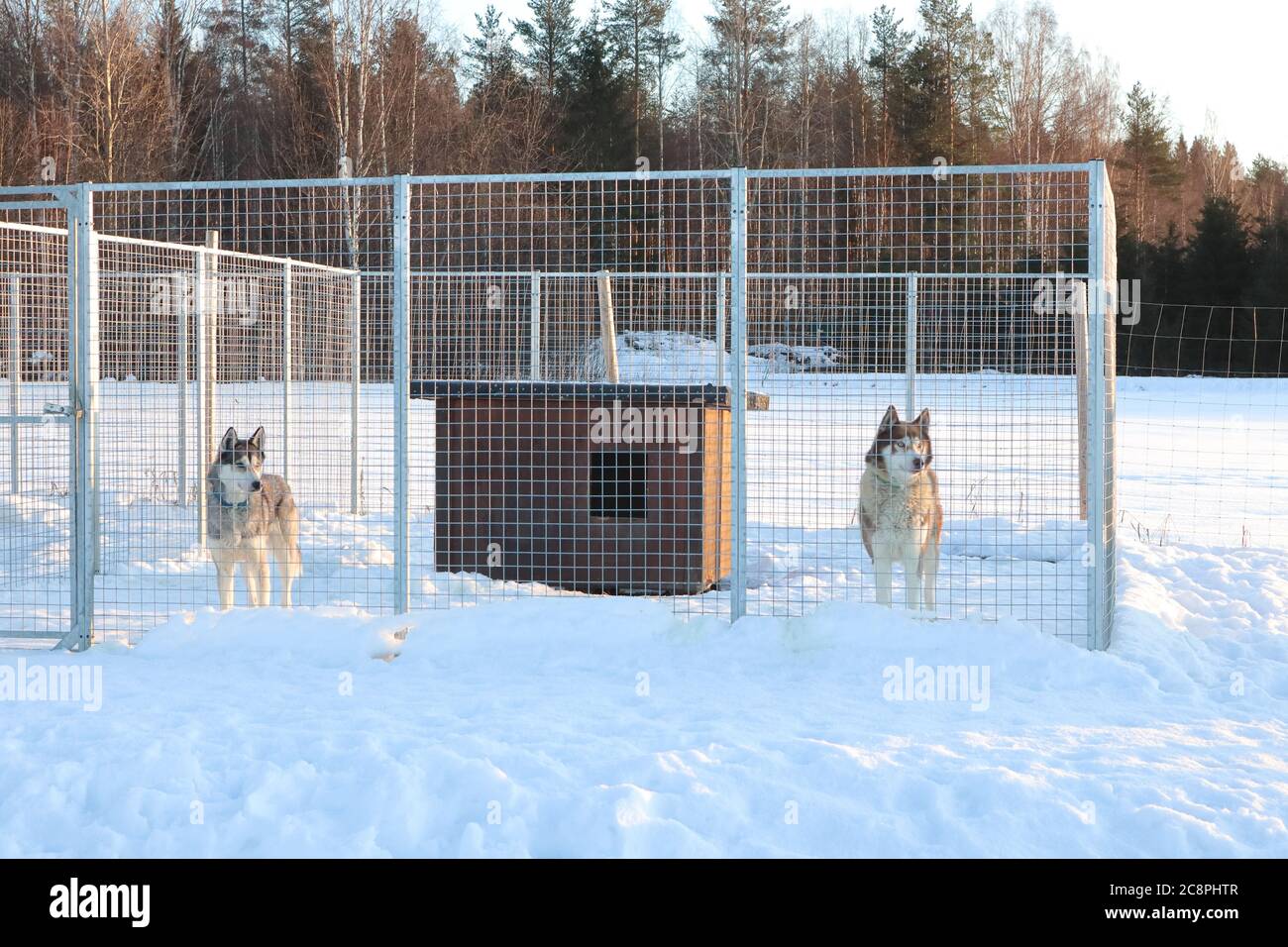 Dog sledding with Husky in Lapland, Sweden, Scandinavia Stock Photo - Alamy