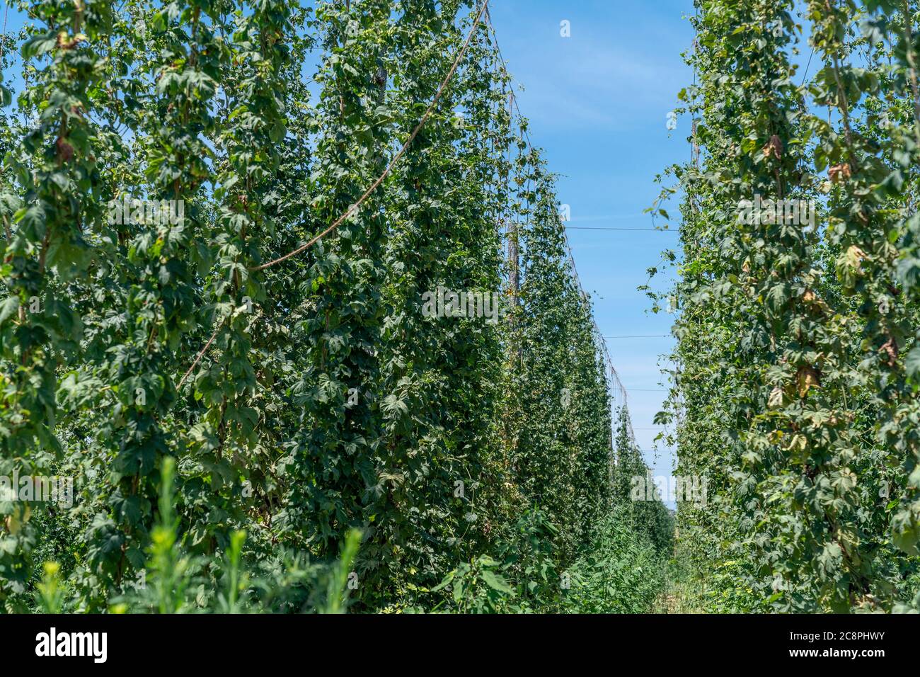 Hops plant Latin name Humulus lupulus cultivation field in the summer ...