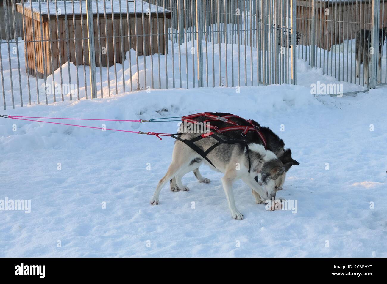 Dog sledding with Husky in Lapland, Sweden, Scandinavia Stock Photo - Alamy