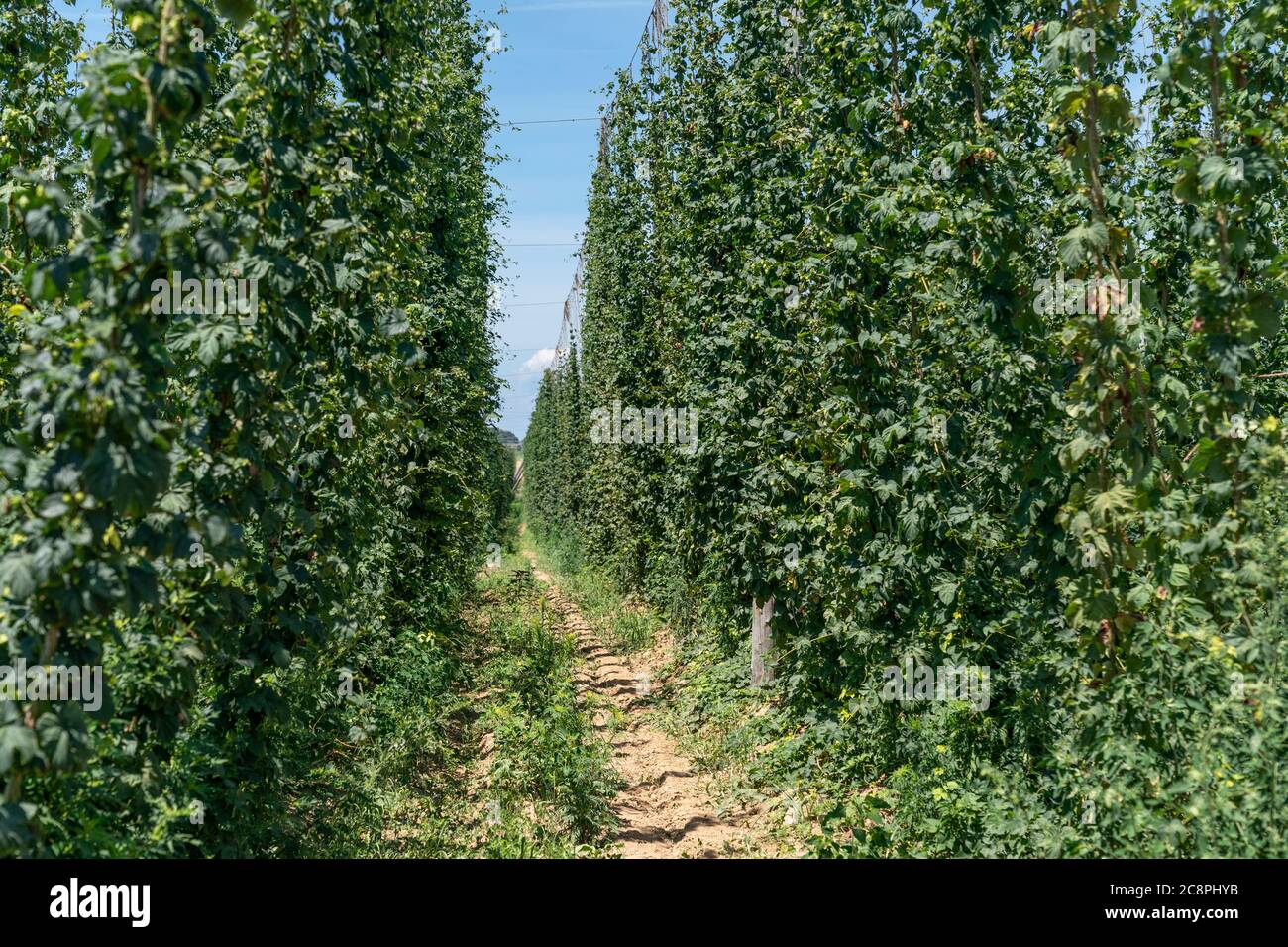 Hops plant Latin name Humulus lupulus cultivation field in the summer ...