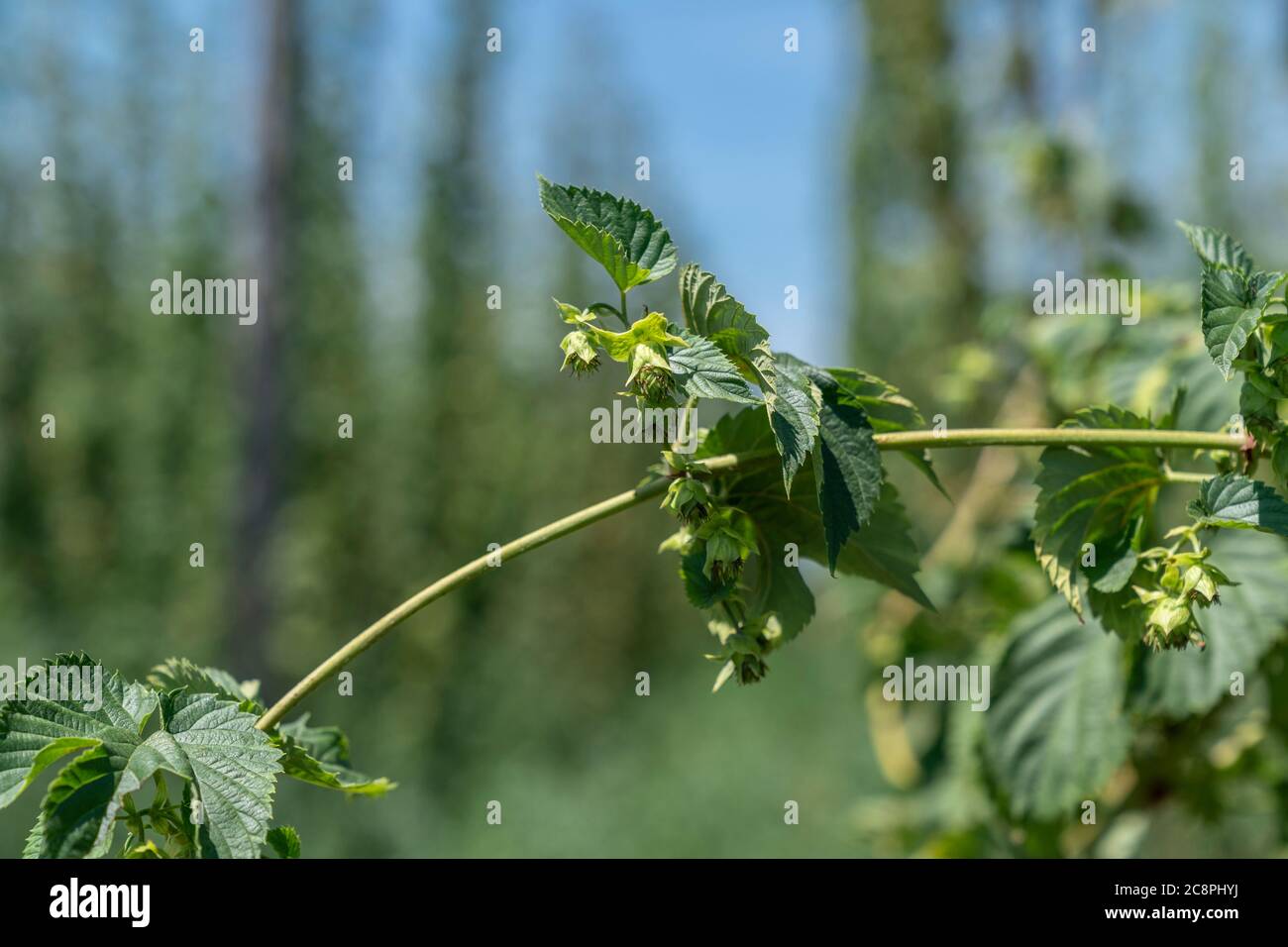 Hops plant Latin name Humulus lupulus cultivation field in the summer ...