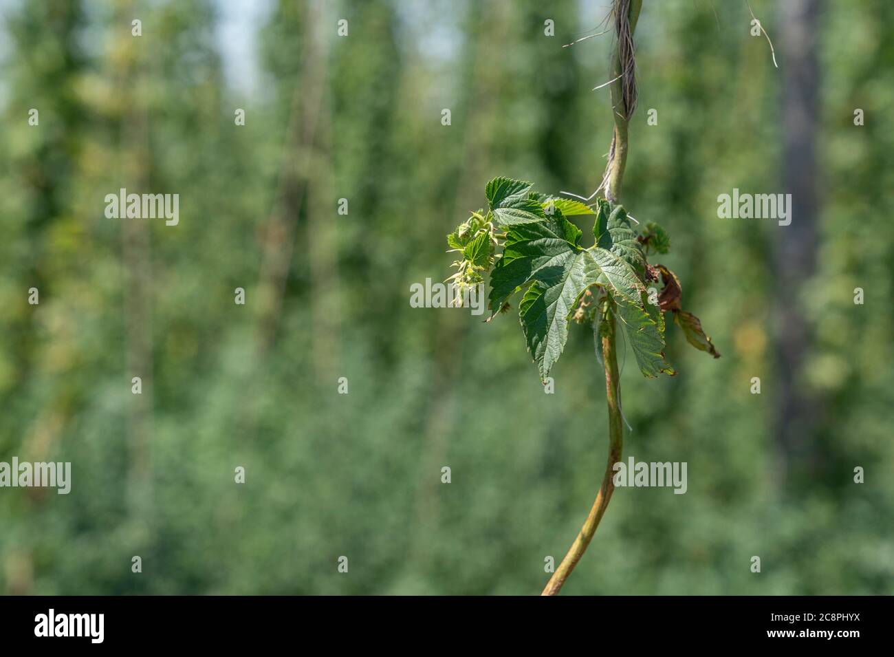 Hops plant Latin name Humulus lupulus cultivation field in the summer ...