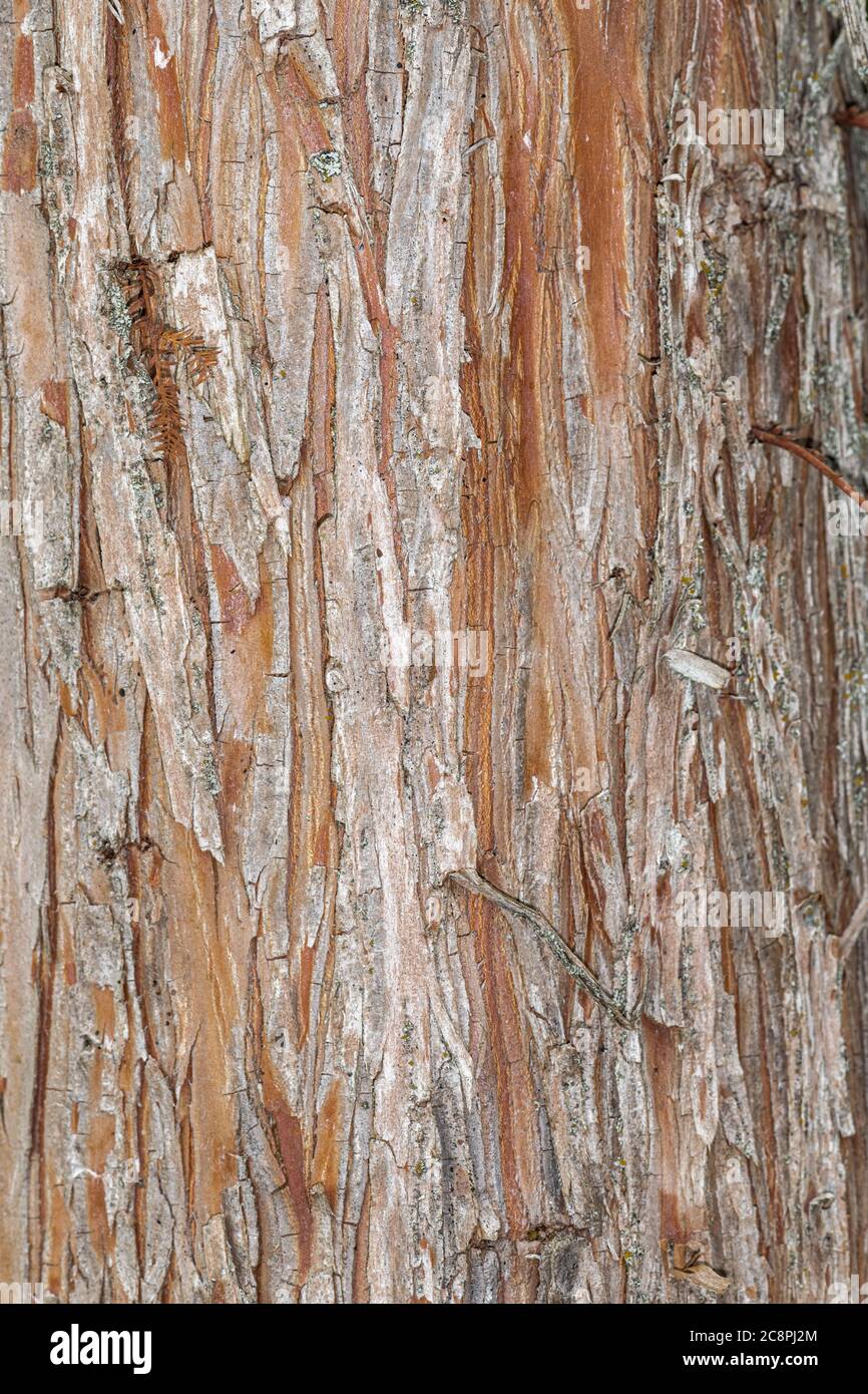 Old Bald Cypress Tree Taxodium High Resolution Stock Photography and ...