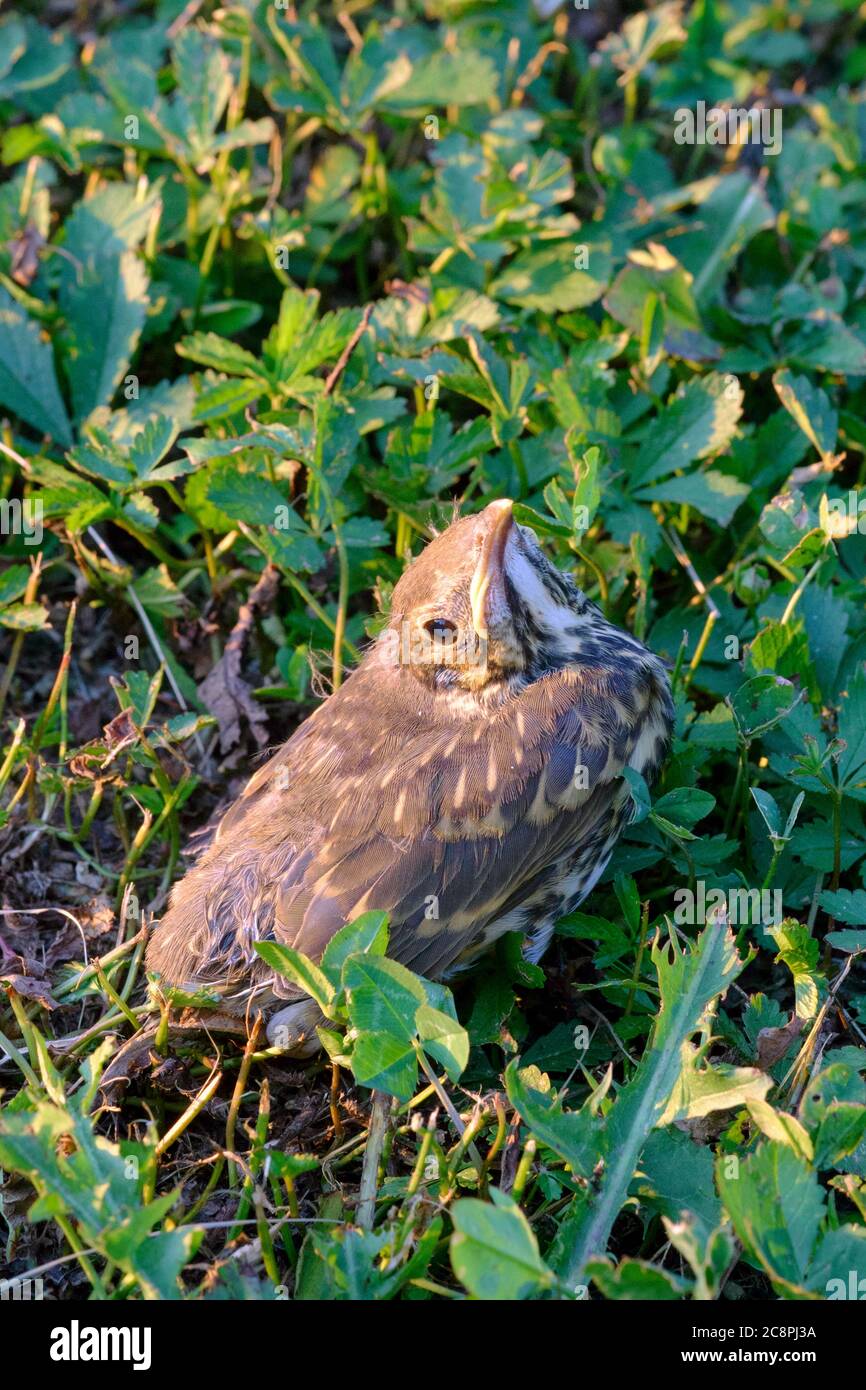 Rural songbird hi-res stock photography and images - Alamy