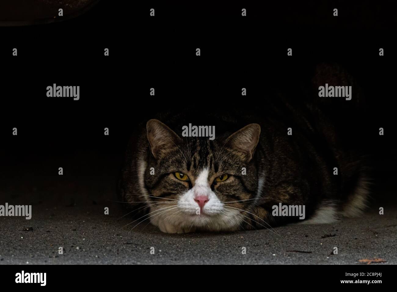 Grumpy House Cat Sitting on the Ground Stock Photo - Alamy