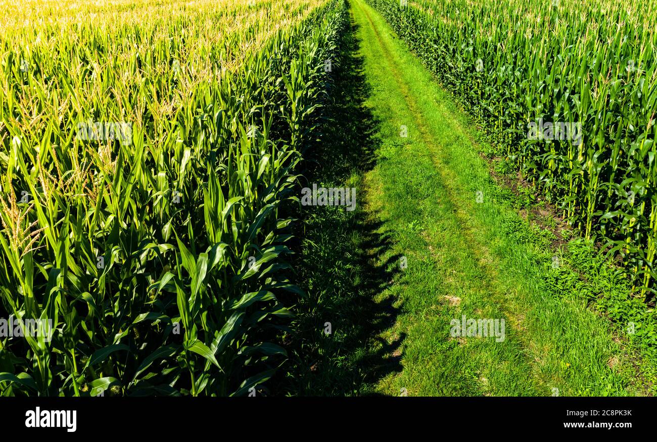 Cornfield low aerial view maize hi-res stock photography and images - Alamy