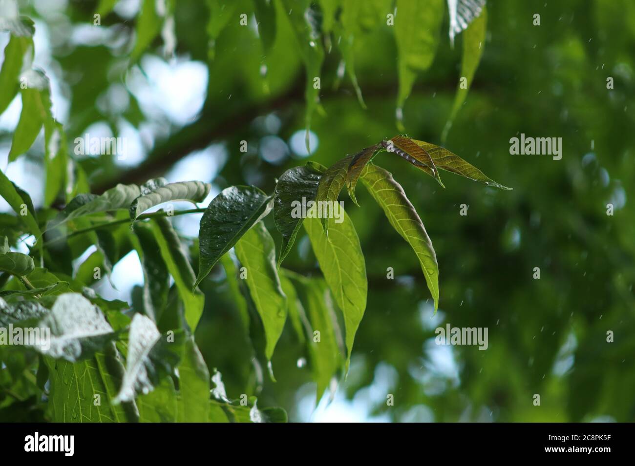 Raindrop structure hi-res stock photography and images - Alamy