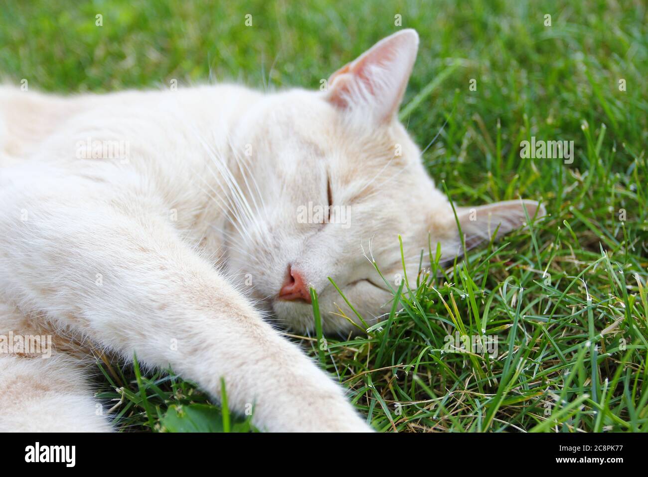 Cream Tabby High Resolution Stock Photography and Images - Alamy