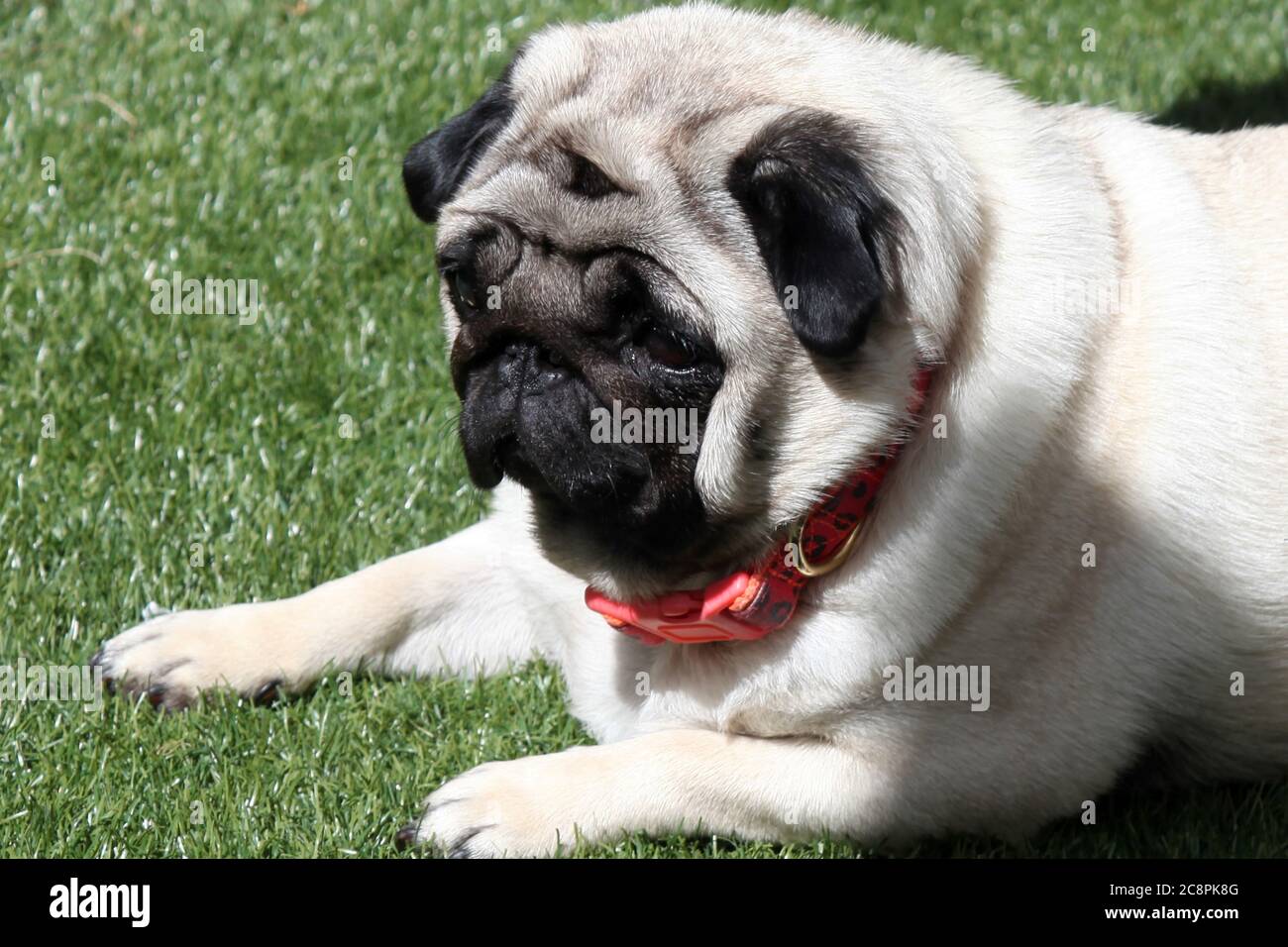 Pug in sun hi-res stock photography and images - Alamy