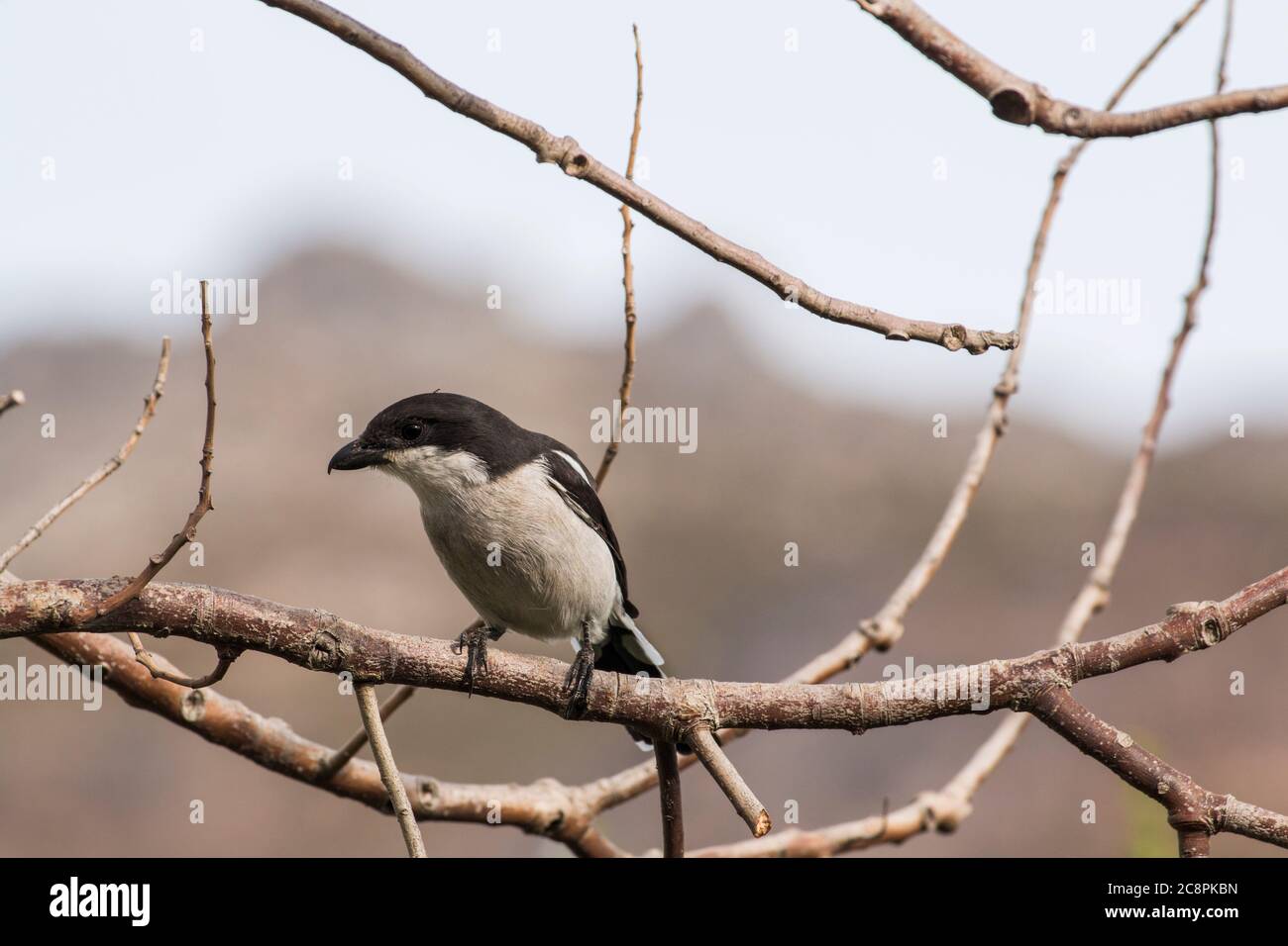Fiscal birds hi-res stock photography and images - Alamy