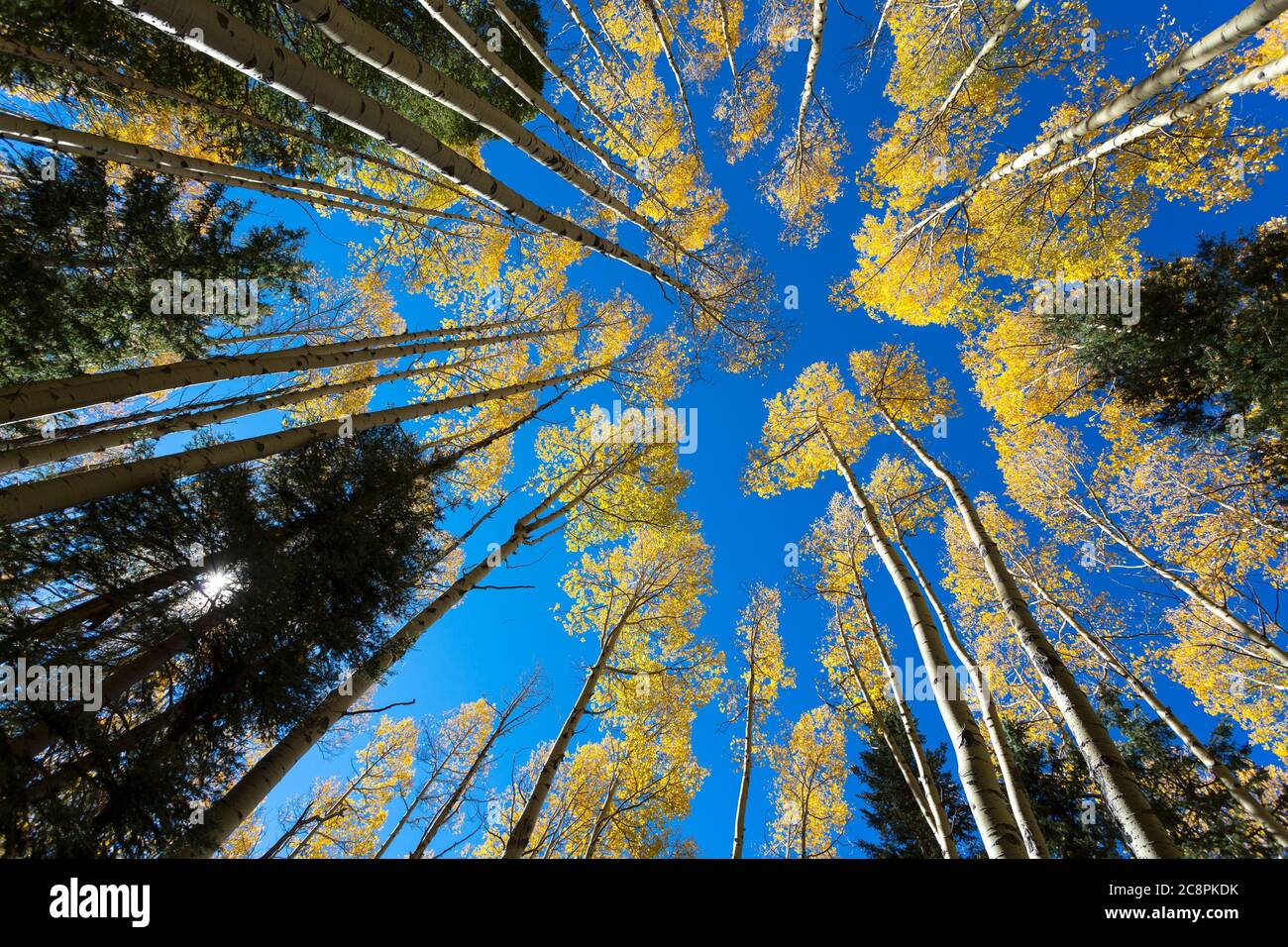 Towering yellow aspen hi-res stock photography and images - Alamy
