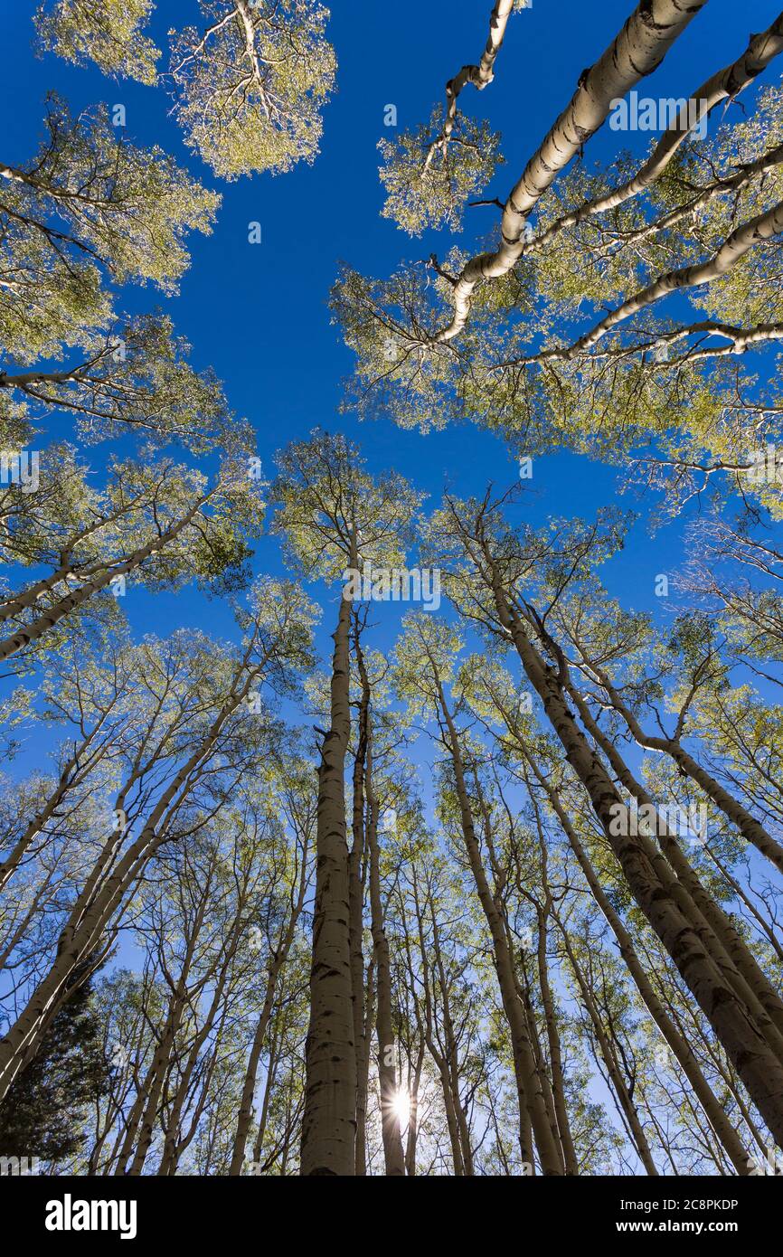 Towering yellow aspen hi-res stock photography and images - Alamy
