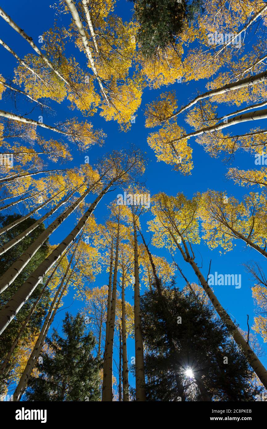 Towering yellow aspen hi-res stock photography and images - Alamy