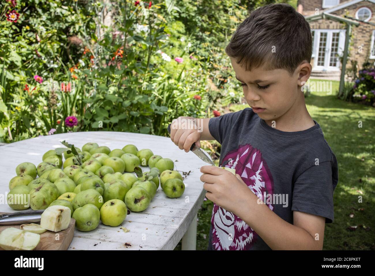 Family preparing home grown organic cooking apples in their back garden ...