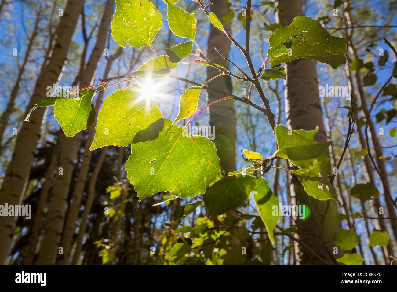 Towering aspen hi-res stock photography and images - Alamy
