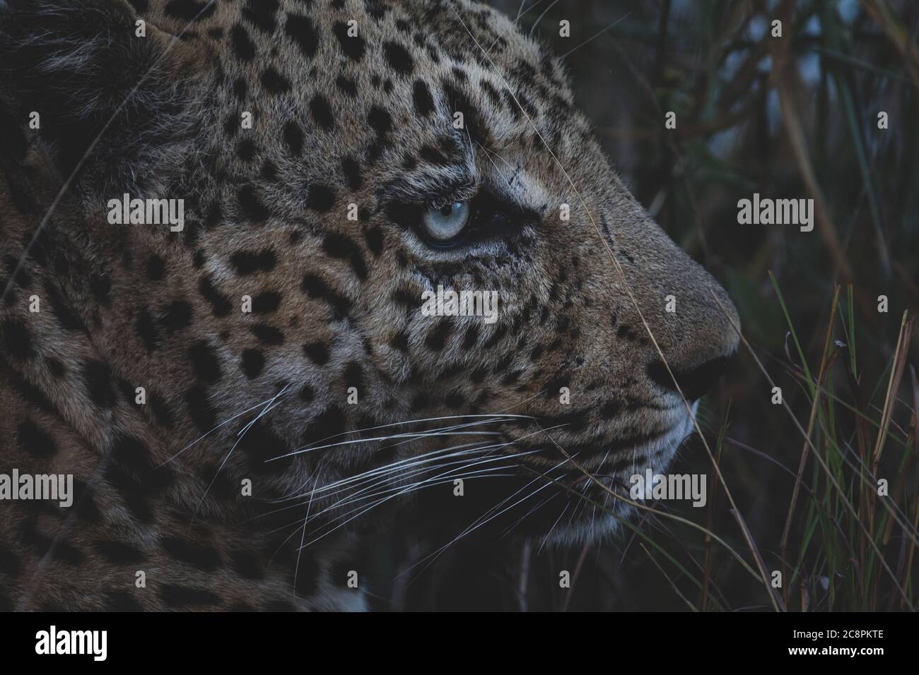 Leopards head hi-res stock photography and images - Alamy