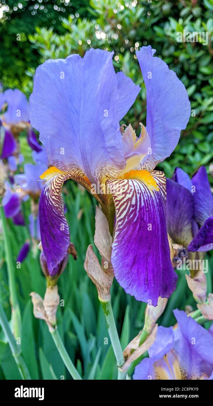 Iris versicolor is also commonly known as the blue flag, harlequin ...