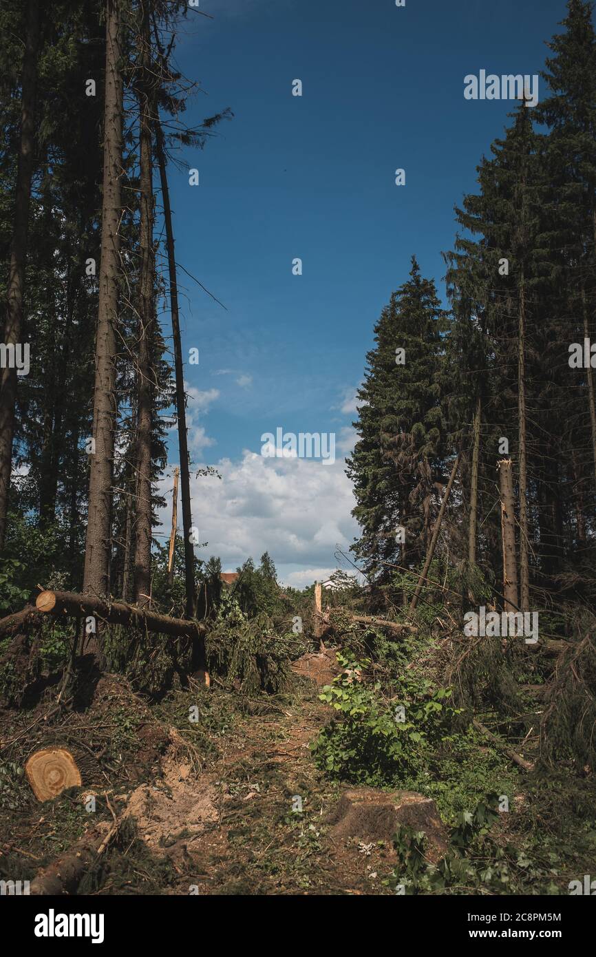Corridor of fallen trees in the forest after a hurricane - forest ...