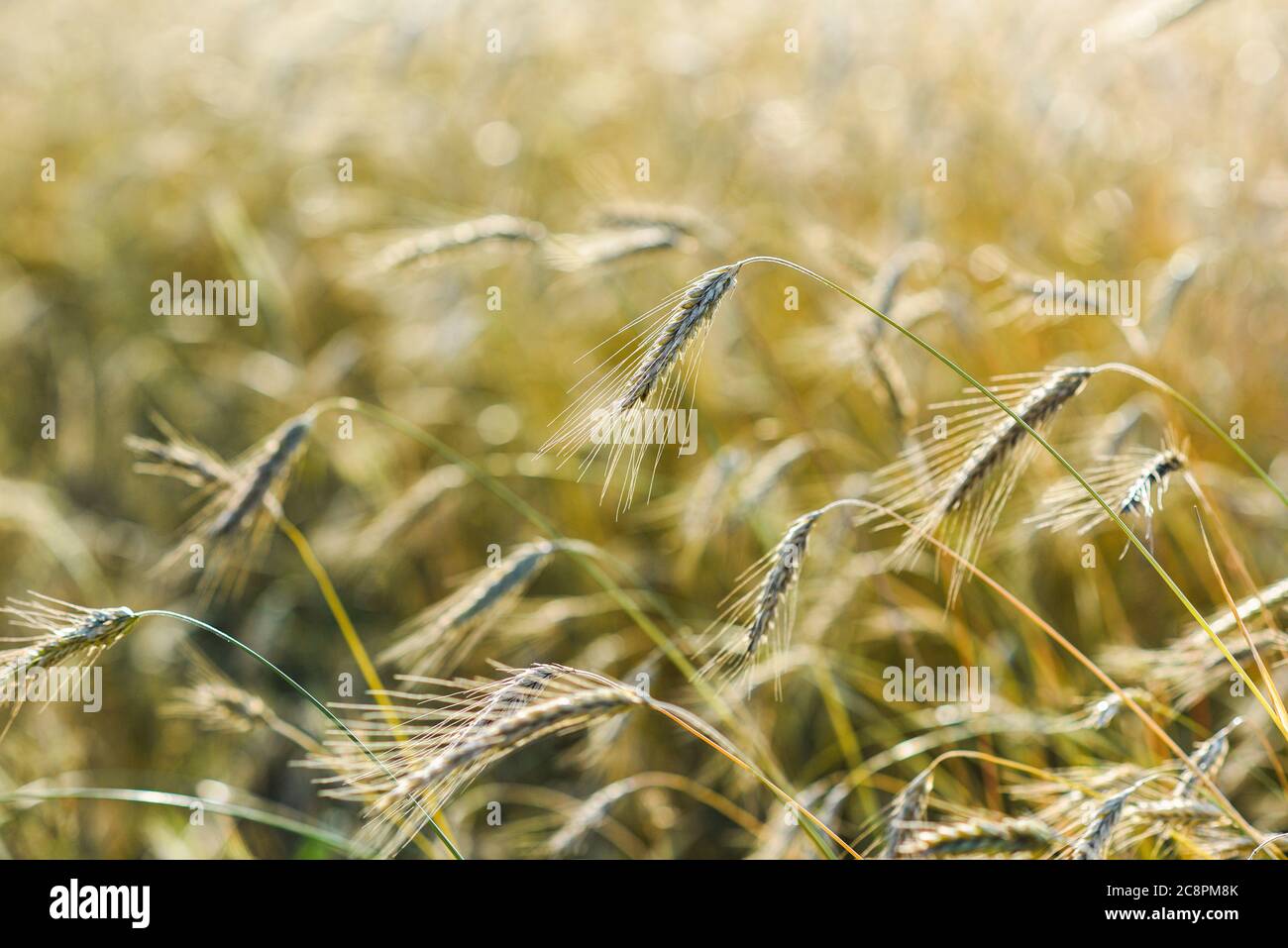 Growing grain in the field on a sunny day Stock Photo - Alamy