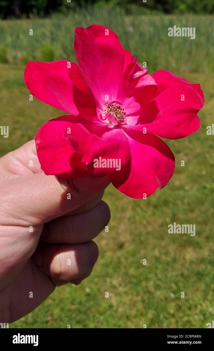 Handing a flower hi-res stock photography and images - Alamy