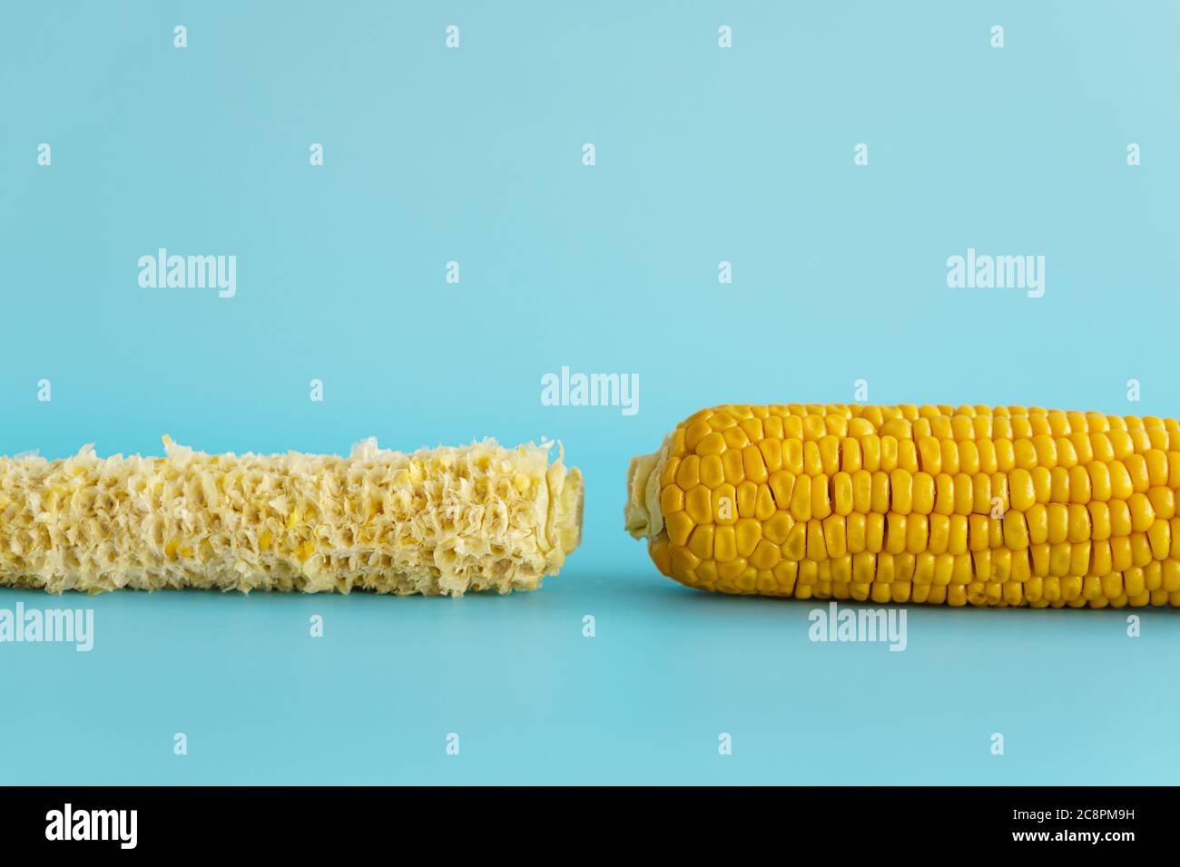 Whole and empty corn cob. Maize. Zea mays. Two boiled corncobs. One ...