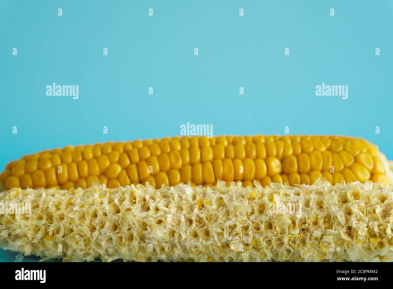 Whole and empty corn cob. Maize. Zea mays. Two boiled corncobs. One ...