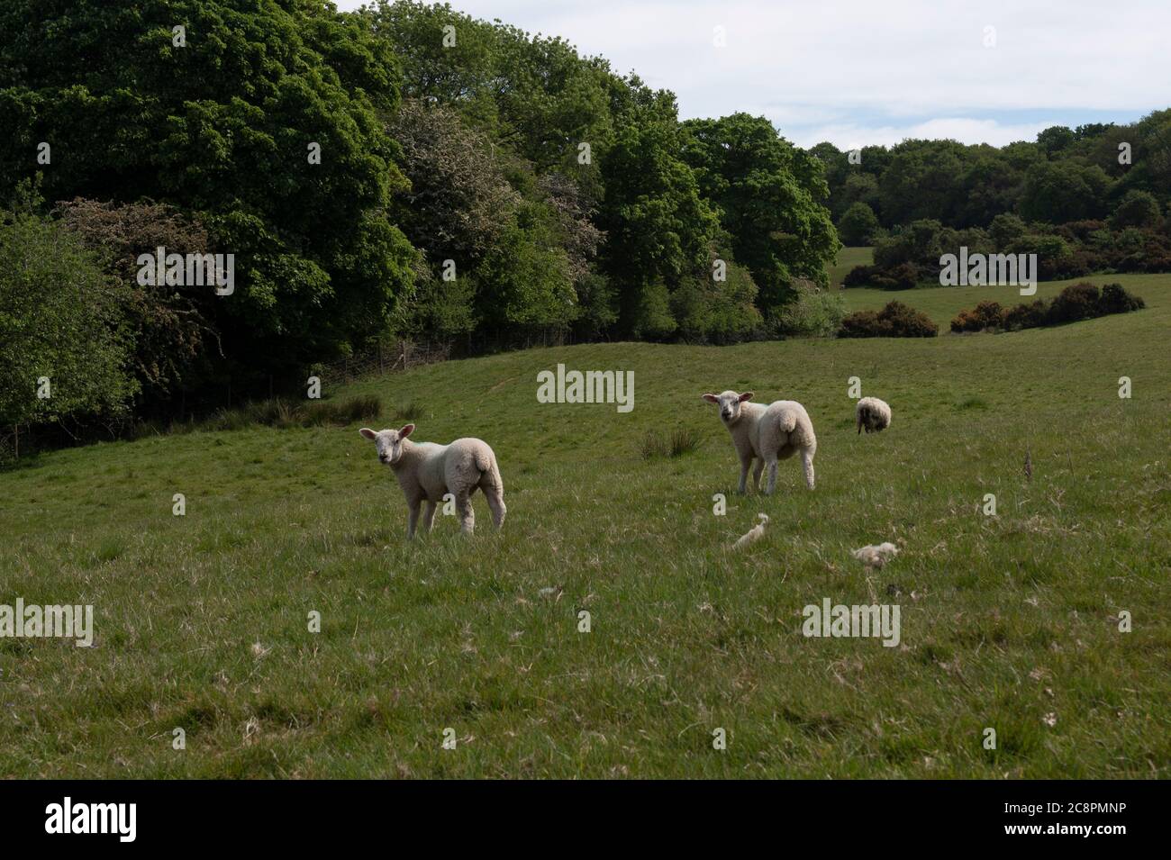 An English countryside view with fields and trees, and three lambs in ...