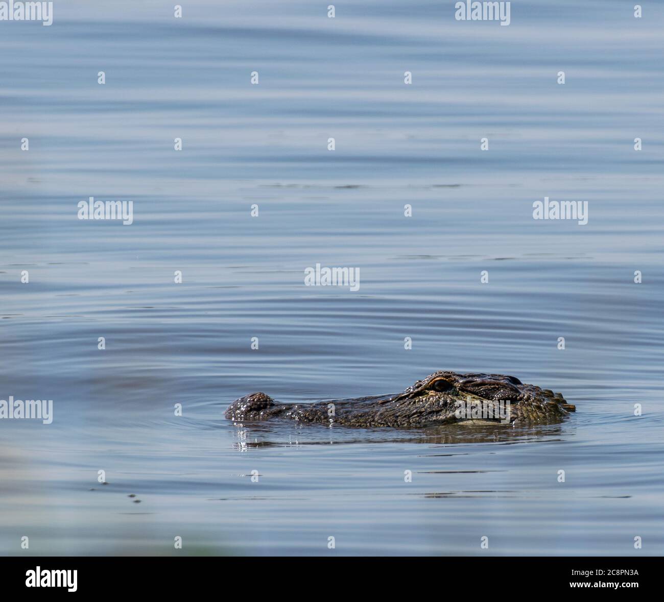 Alligator in water hi-res stock photography and images - Alamy