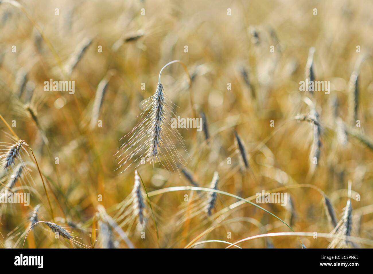 Growing grain in the field on a sunny day Stock Photo - Alamy