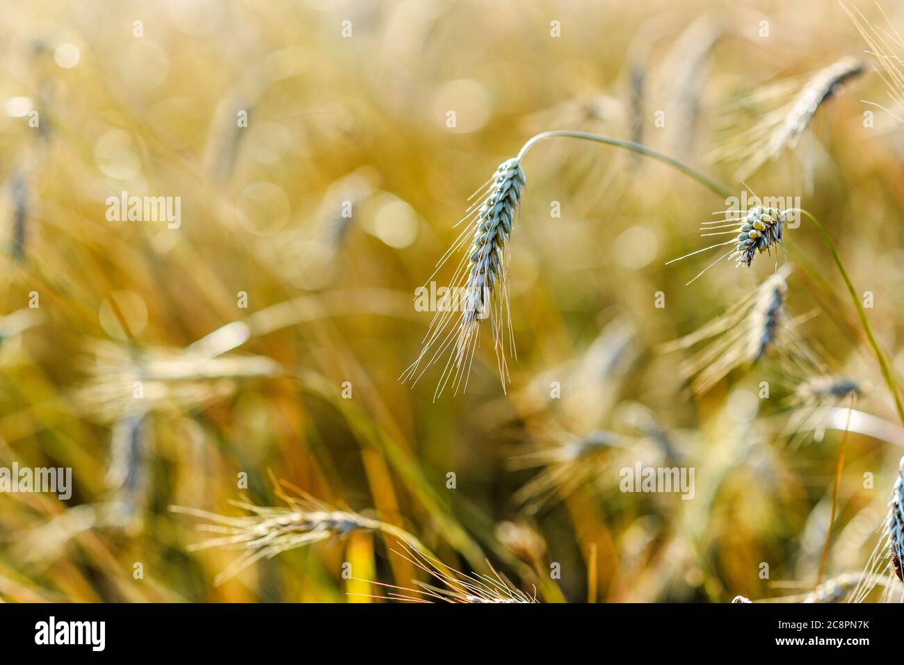 Growing grain in the field on a sunny day Stock Photo - Alamy
