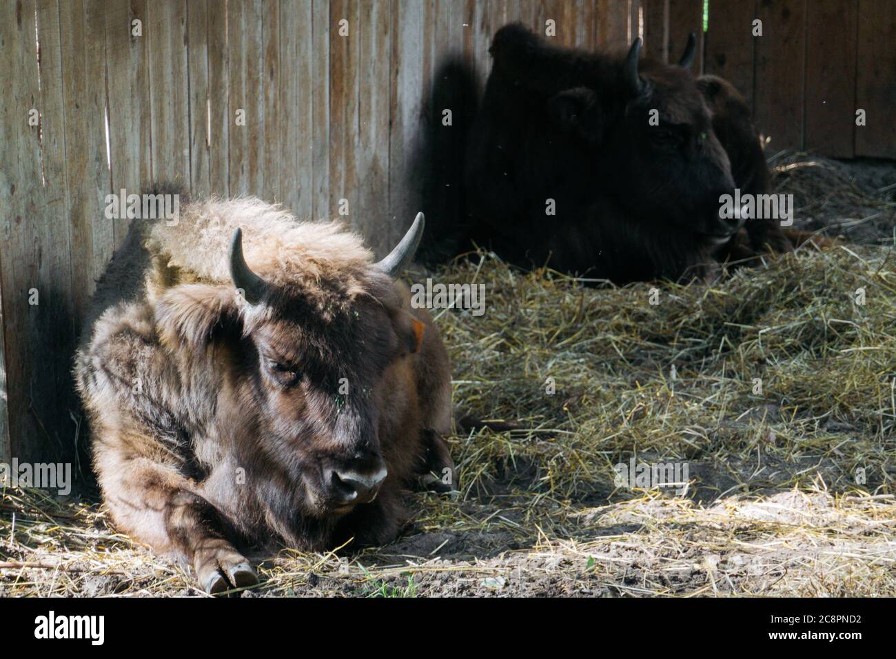 Prioksko terrasny nature reserve hi-res stock photography and images - Alamy