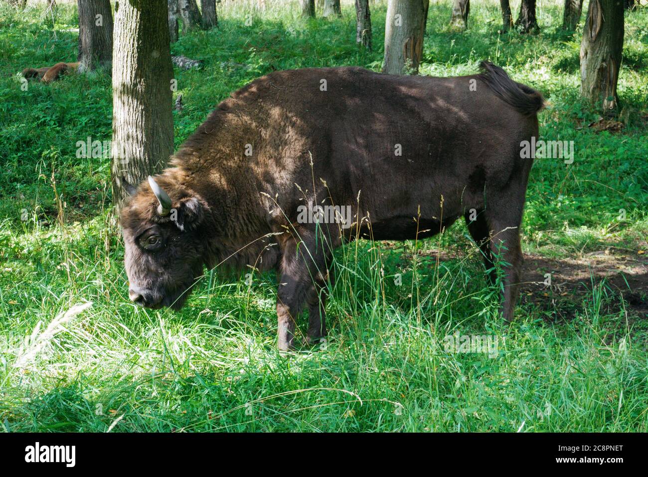 Prioksko terrasny nature reserve hi-res stock photography and images - Alamy