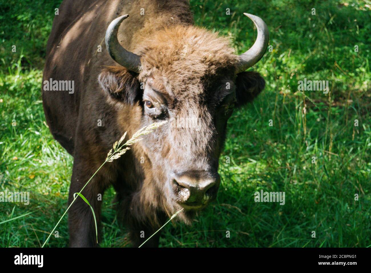 European bison. Prioksko-Terrasny Nature Biosphere Reserve Stock Photo - Alamy