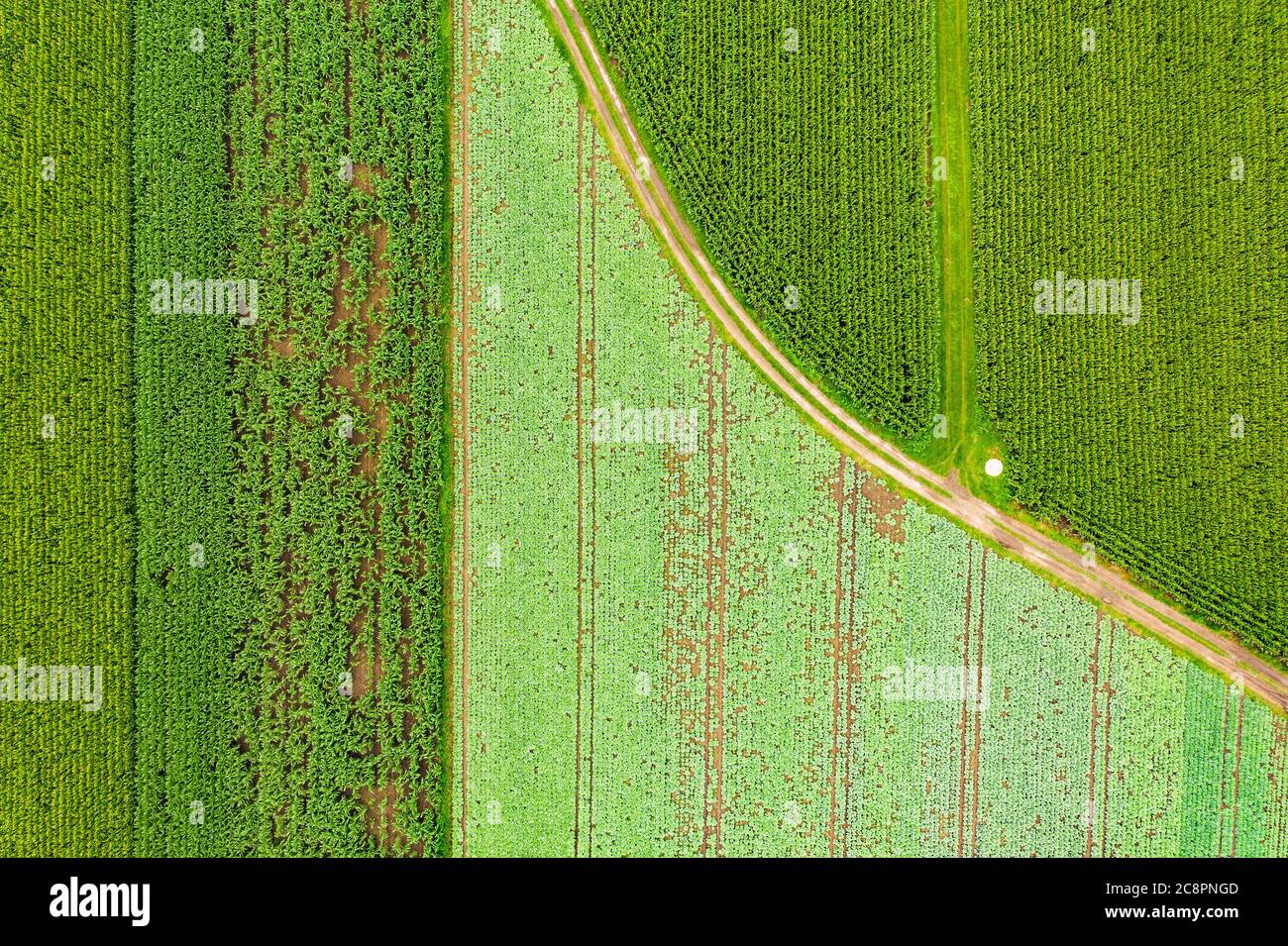 Aerial top view at path between fields of maize and cabbage crops Stock ...