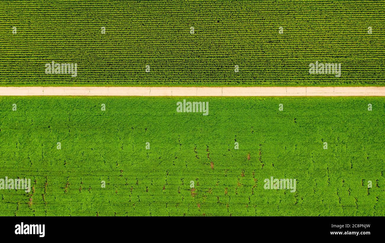 Aerial top view at path between fields of maize and soy plant Stock ...