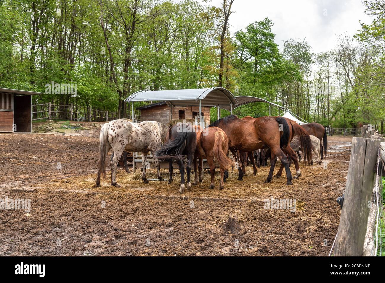 Group of different horses outside eating hay in a farm stable Stock ...