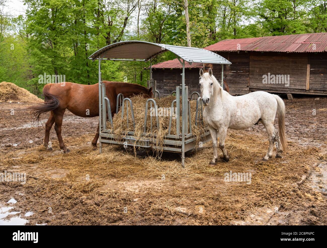 White horse outside that is eating hay in a farm stable Stock Photo - Alamy
