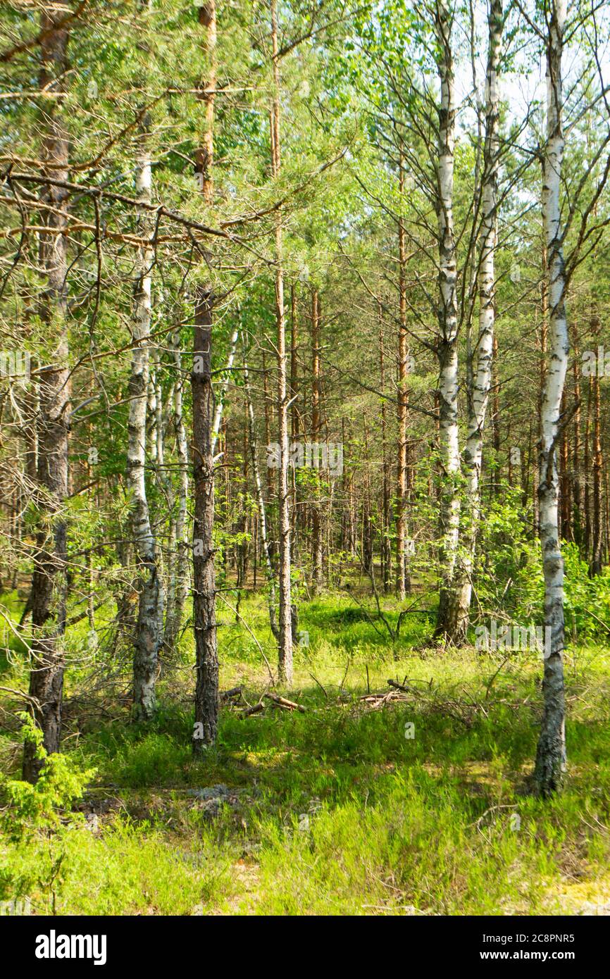 deep wild forest in Belarus, mixt trees, vertical image Stock Photo - Alamy