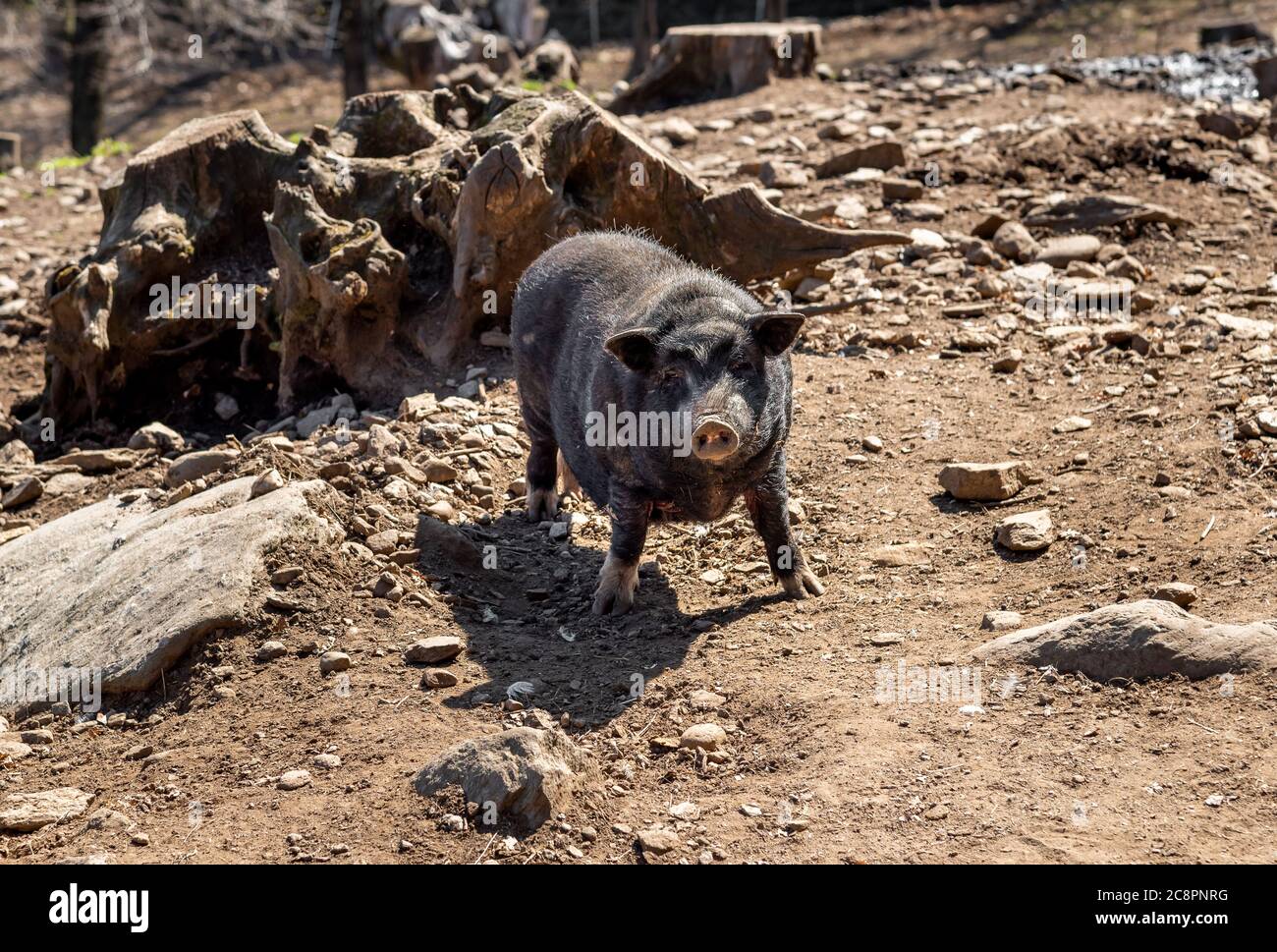 Adult wild boar on a sandy ground of a meadow, looking at the camera ...