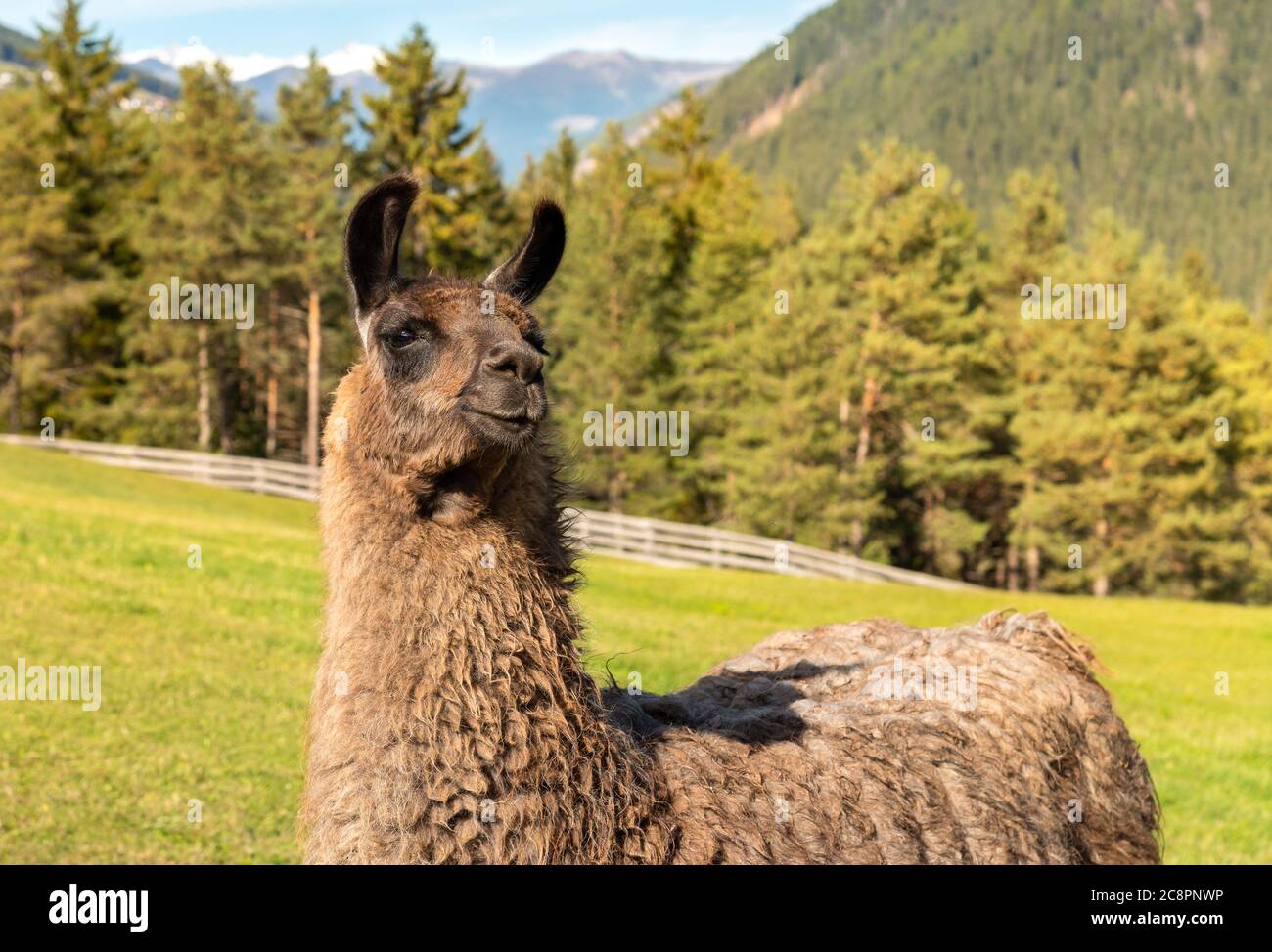 Fluffy lama hi-res stock photography and images - Alamy