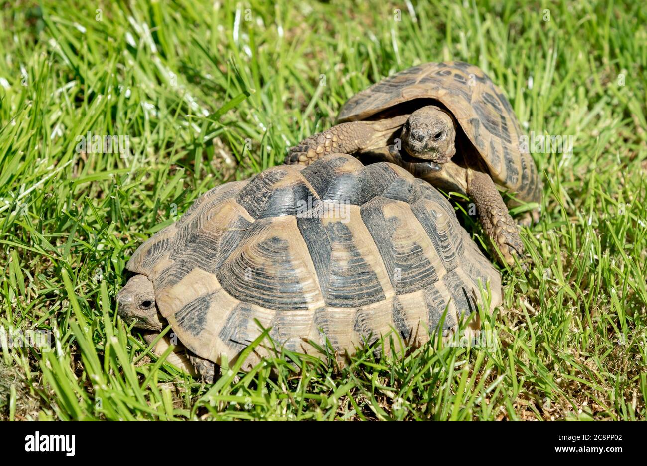 Rabbit and turtle hi-res stock photography and images - Alamy