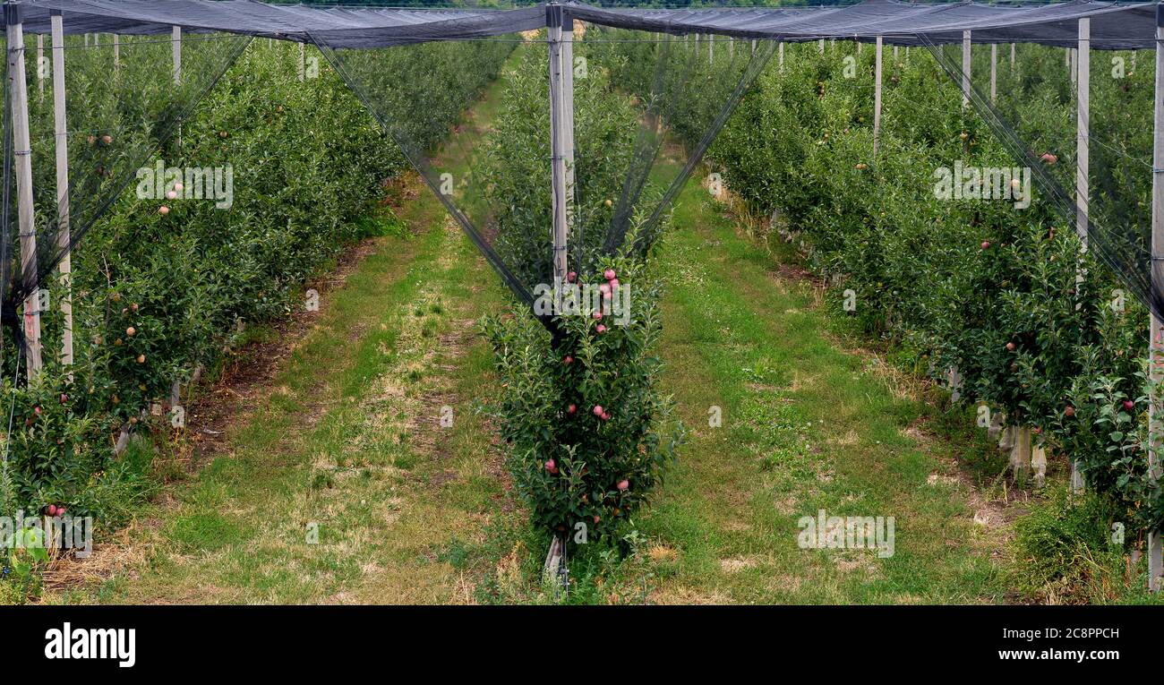 apple orchard in Bulgarian Stock Photo - Alamy