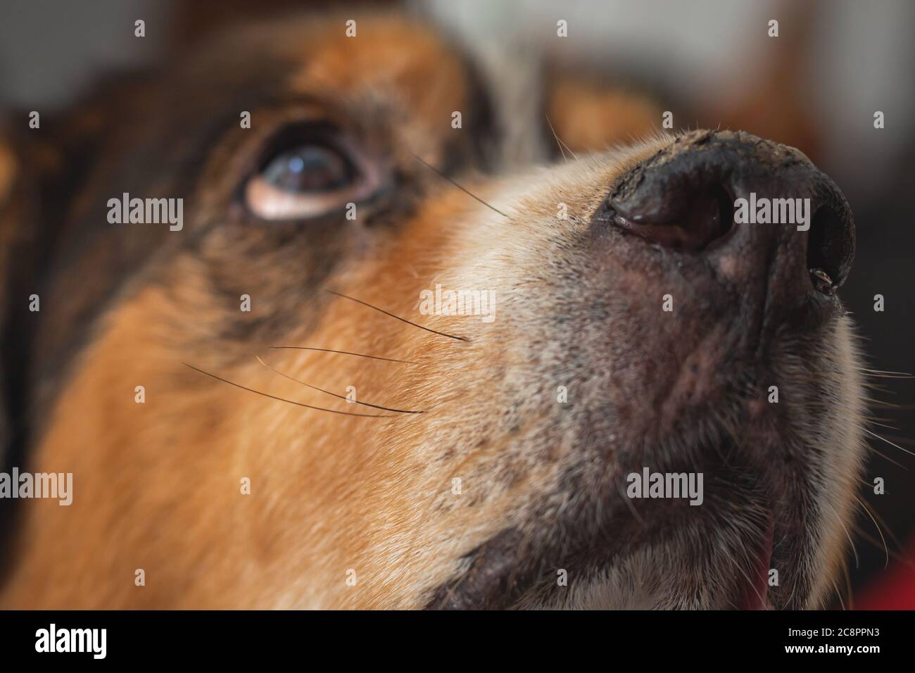 Cross with papillon hi-res stock photography and images - Alamy