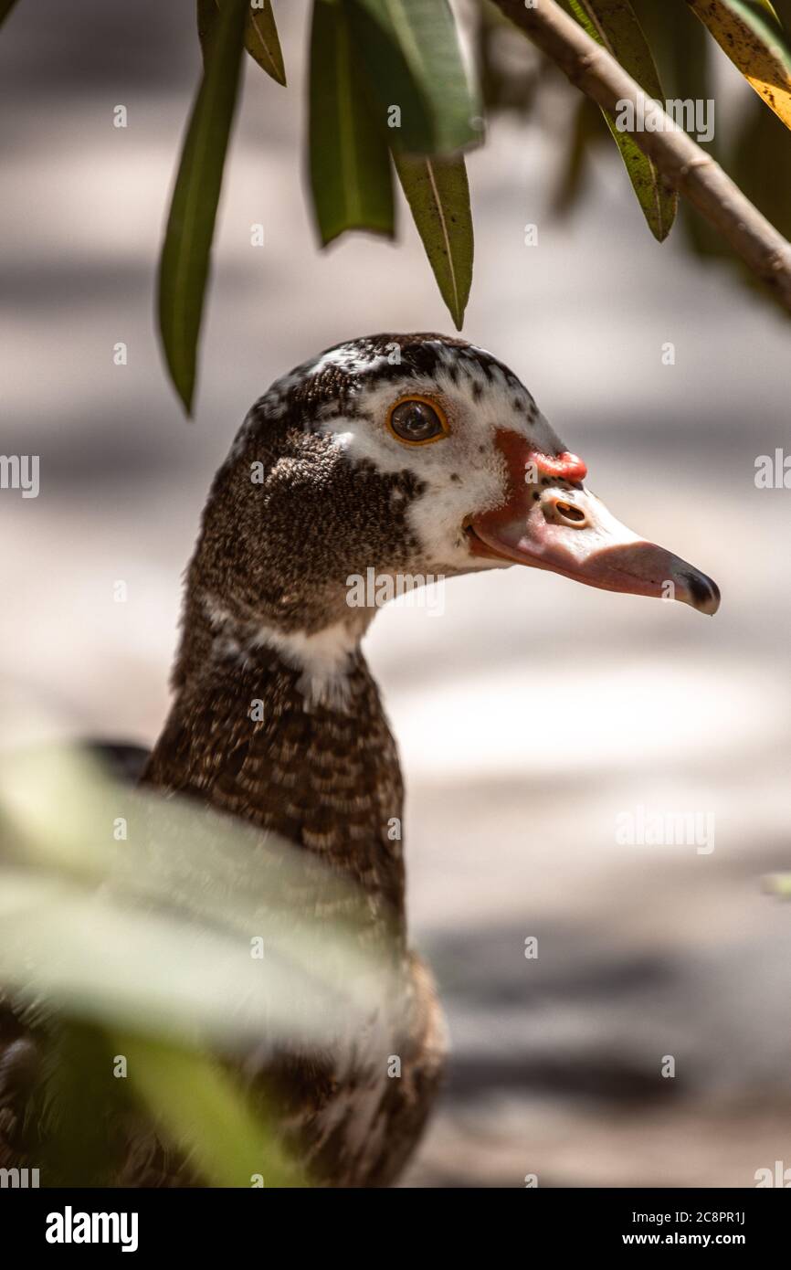 Duck through the trees in Parque de Reina Sofia Stock Photo - Alamy