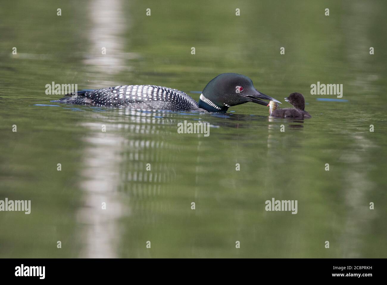 common loon or great northern diver (Gavia immer) feeding baby Stock ...