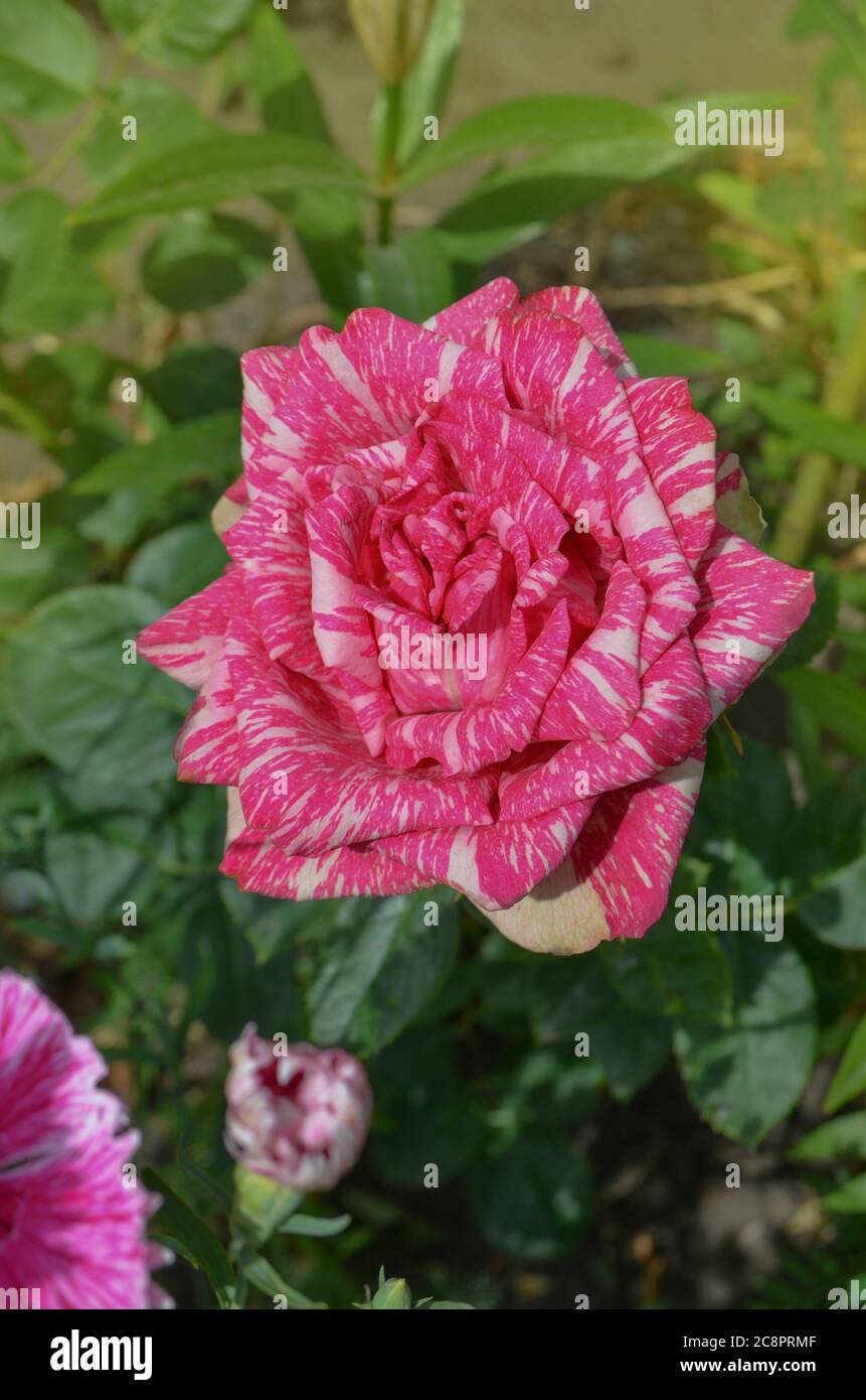 Colorful bush of striped roses in the garden. Pink roses with white ...