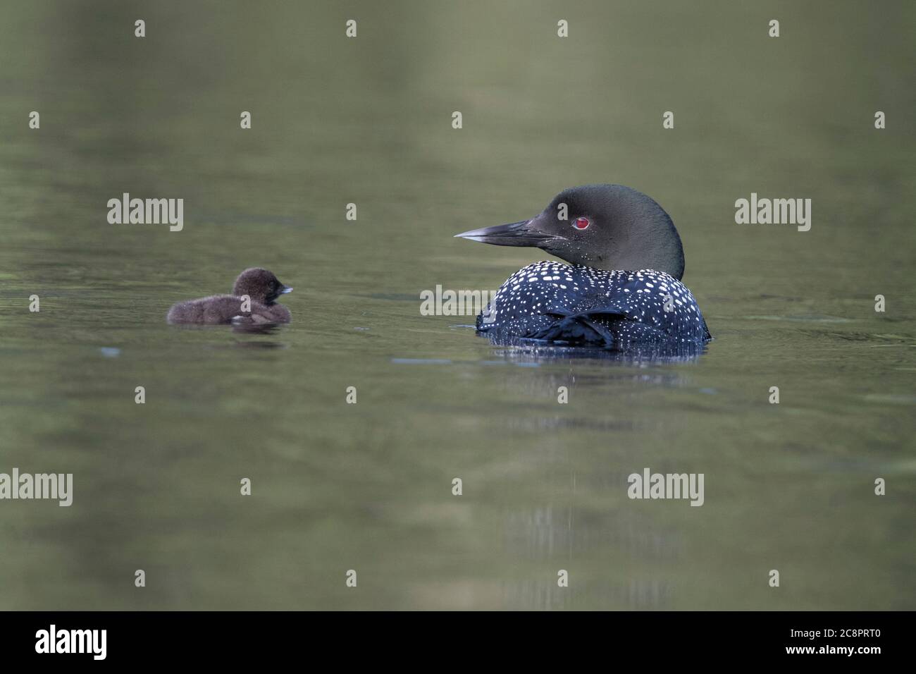 common loon or great northern diver (Gavia immer) feeding baby Stock ...