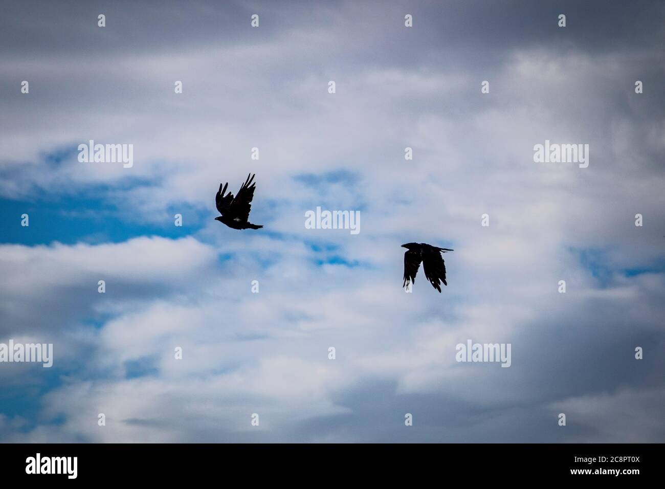 two crows fly in the air, cloudy sky in the background, outdoors Stock ...
