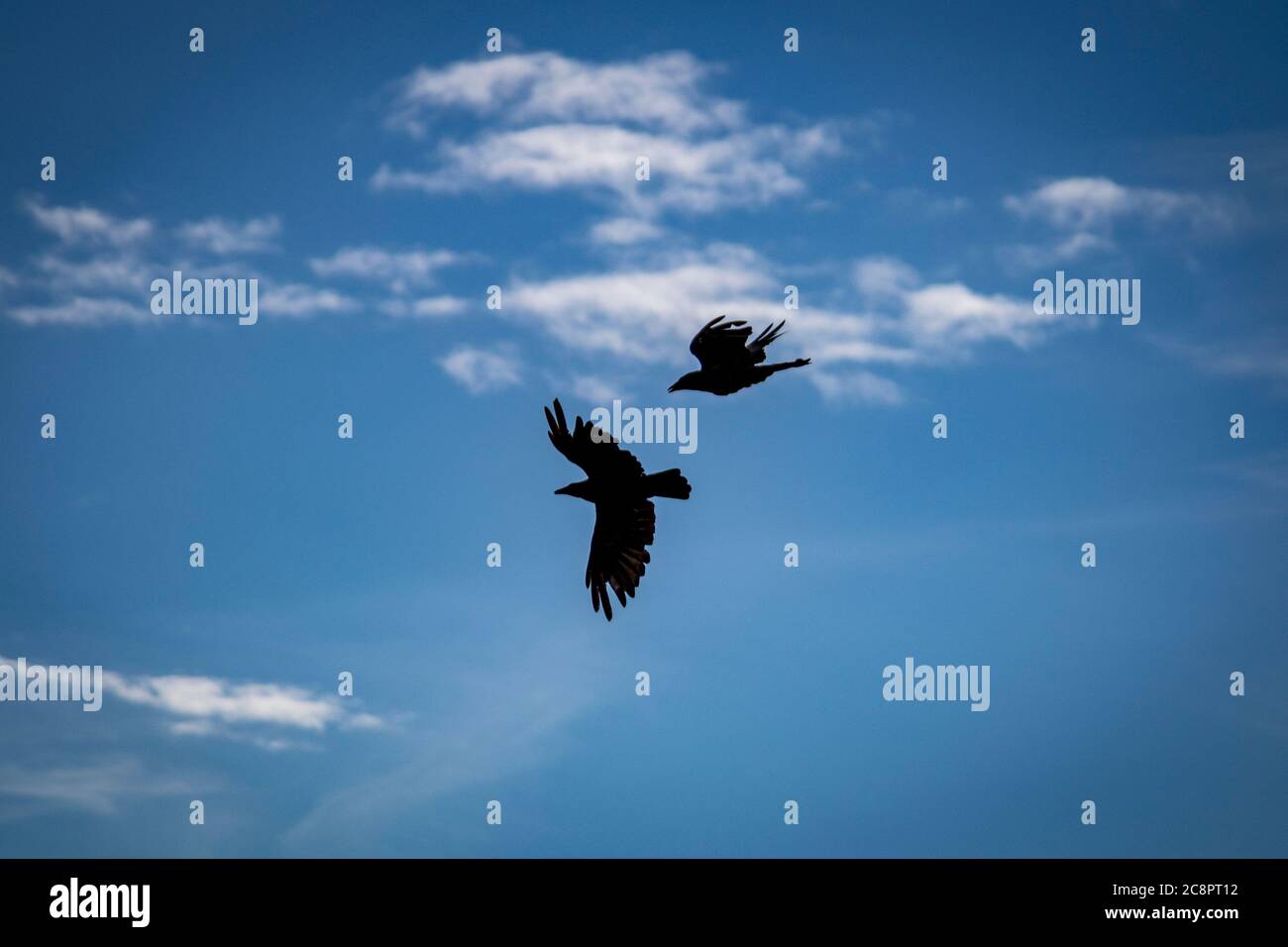 Two ravens silhouette hi-res stock photography and images - Alamy